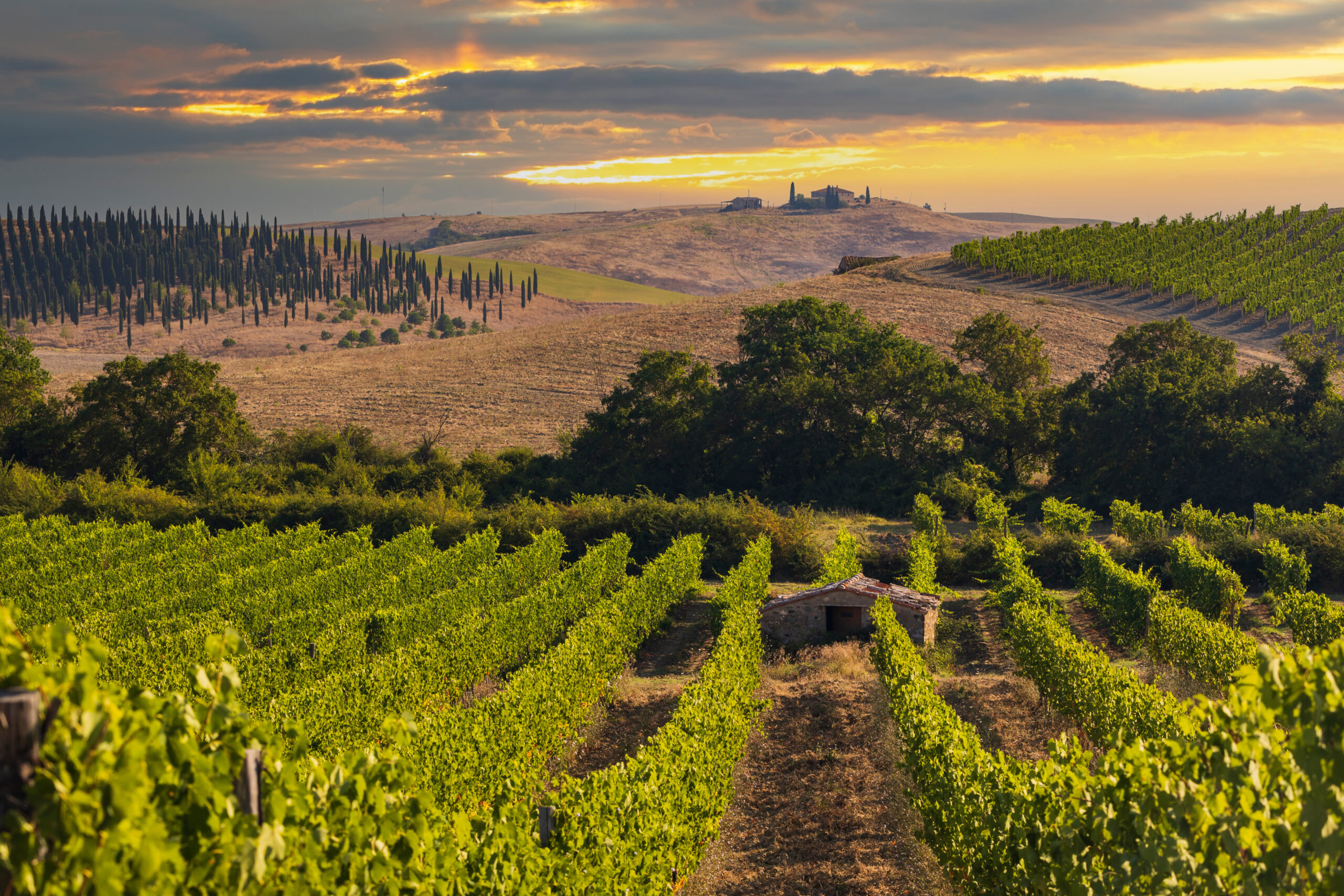 Taste of Tuscan Vineyards on La Dolce Vita Orient Express